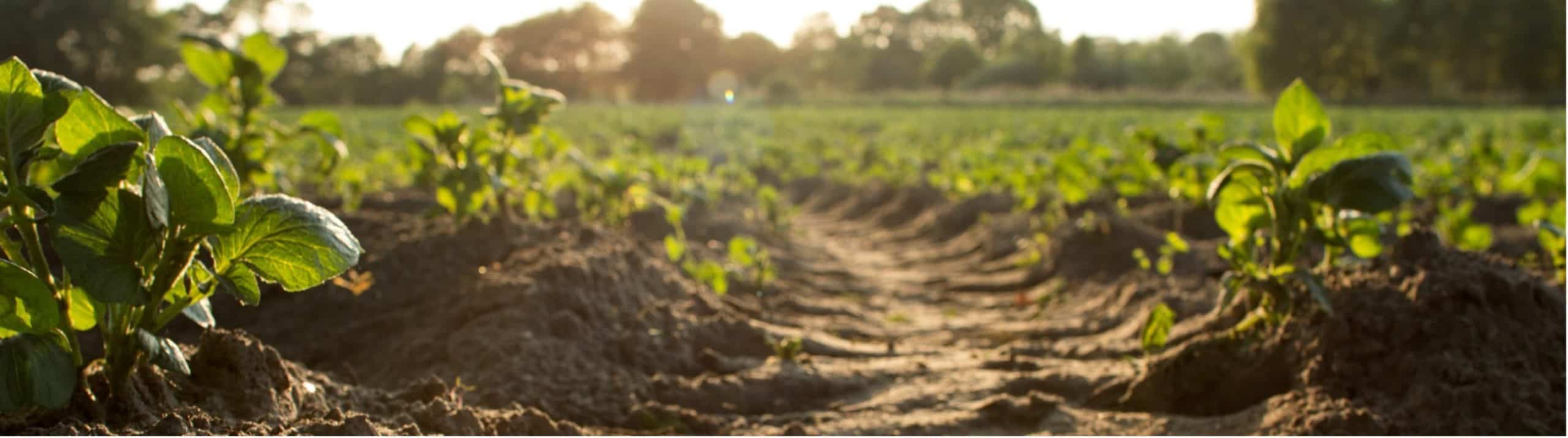 Why leaf and soil sampling are important for your tree crop - Agri ...