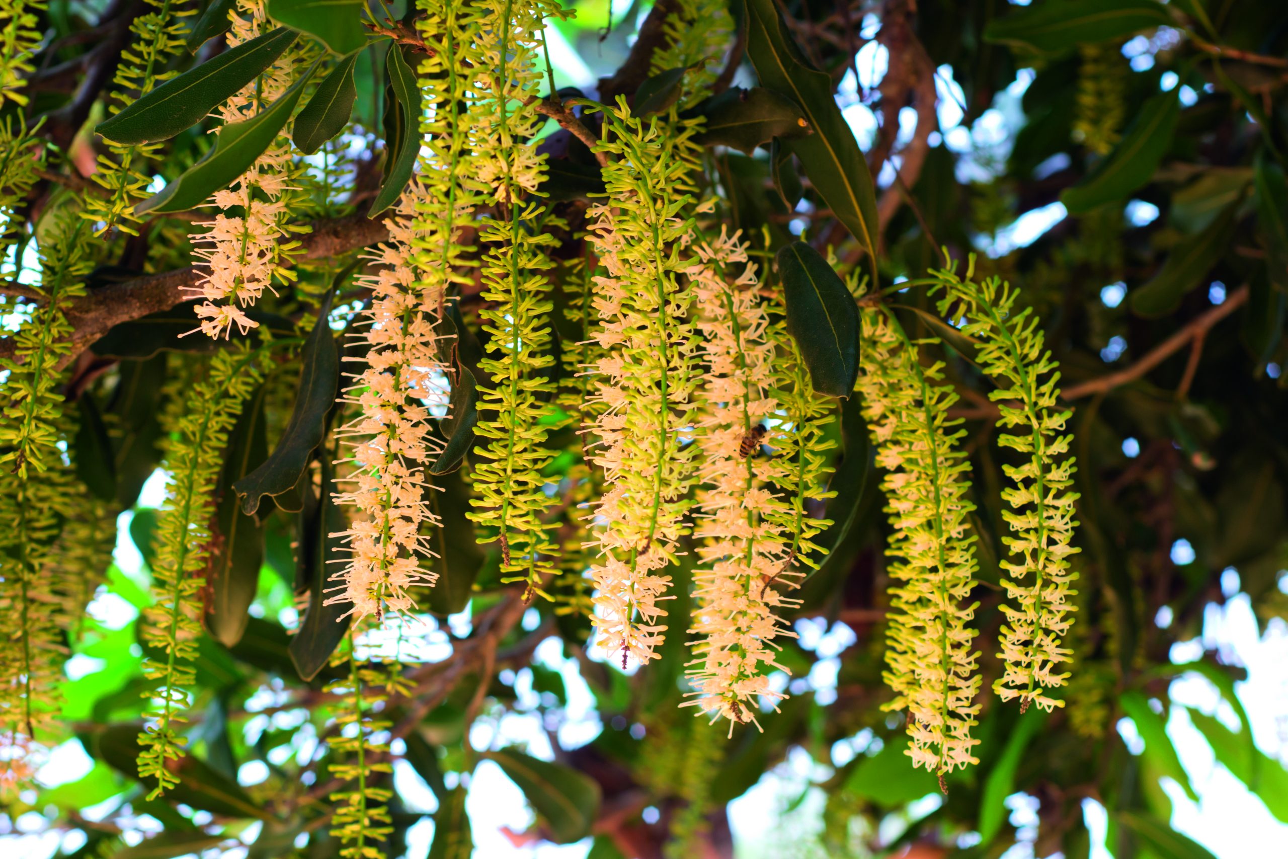 Difference between well-drained and poorly drained soils in macadamia ...