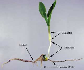 In-furrow application: Excellent option for producer and plant! - Agri ...