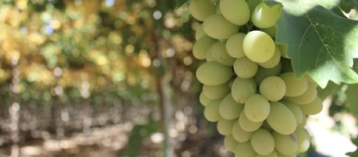 Optimise table grape production with PICKLOGGER™ - Agri Technovation