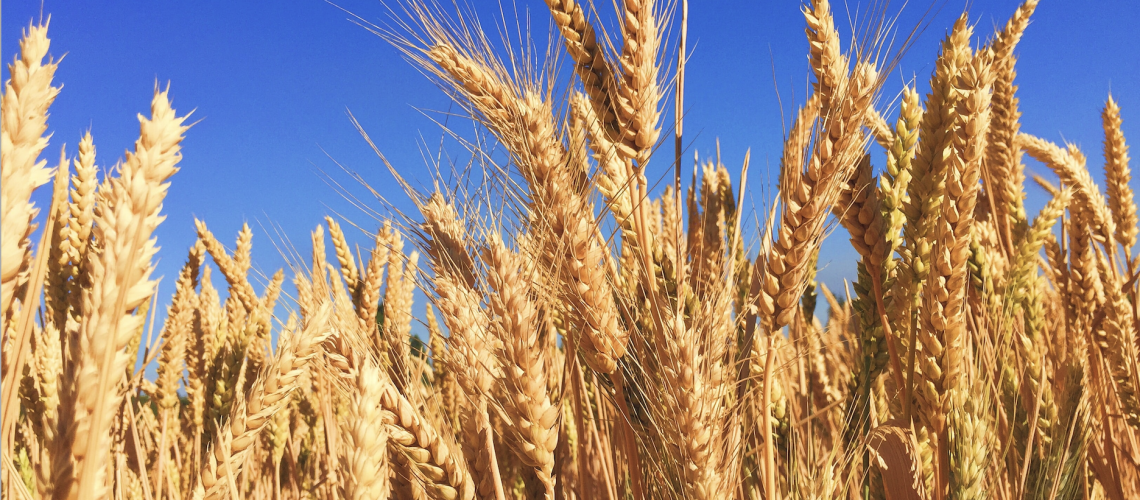 Small grain leaf analyses tell a story - Agri Technovation
