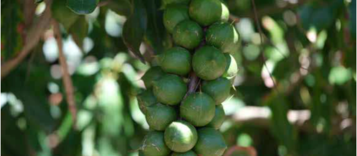 SoluPHOS™ offers a solution for macadamia orchards that will suit your ...